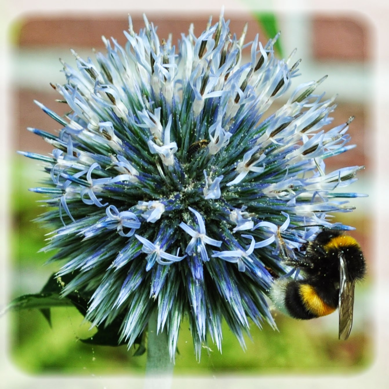 't Bezige Bijtje: Bezige Bijtjes en andere tuin kiekjes...