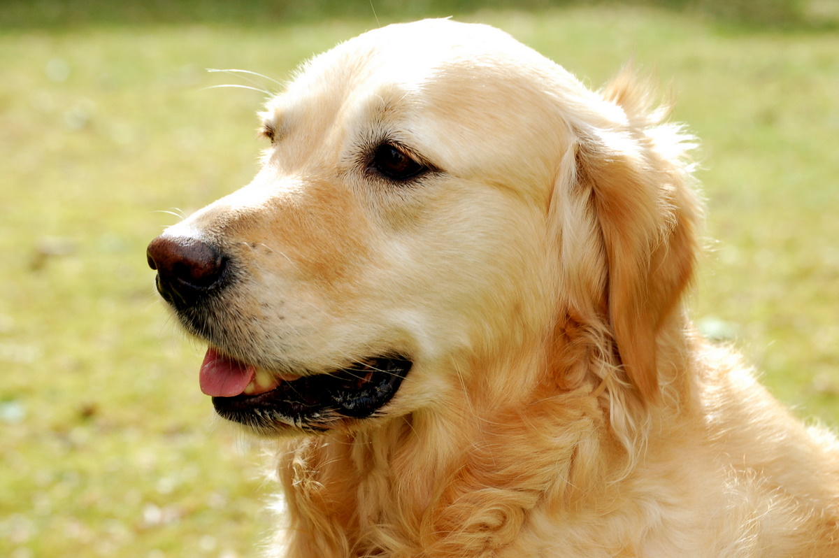 Mascotas: Golden Retriever