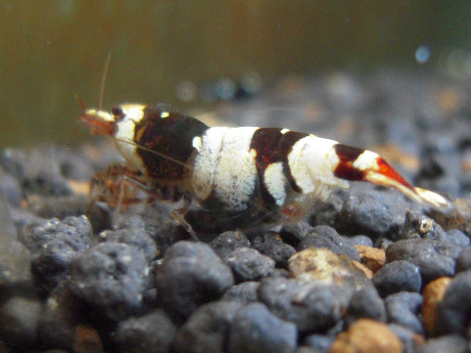 red wine/black panda shrimp? | Page 2 | The Planted Tank Forum