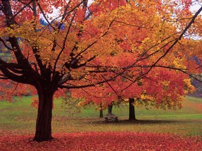 Today with J P Ronan: Gathering Leaves by Robert Frost