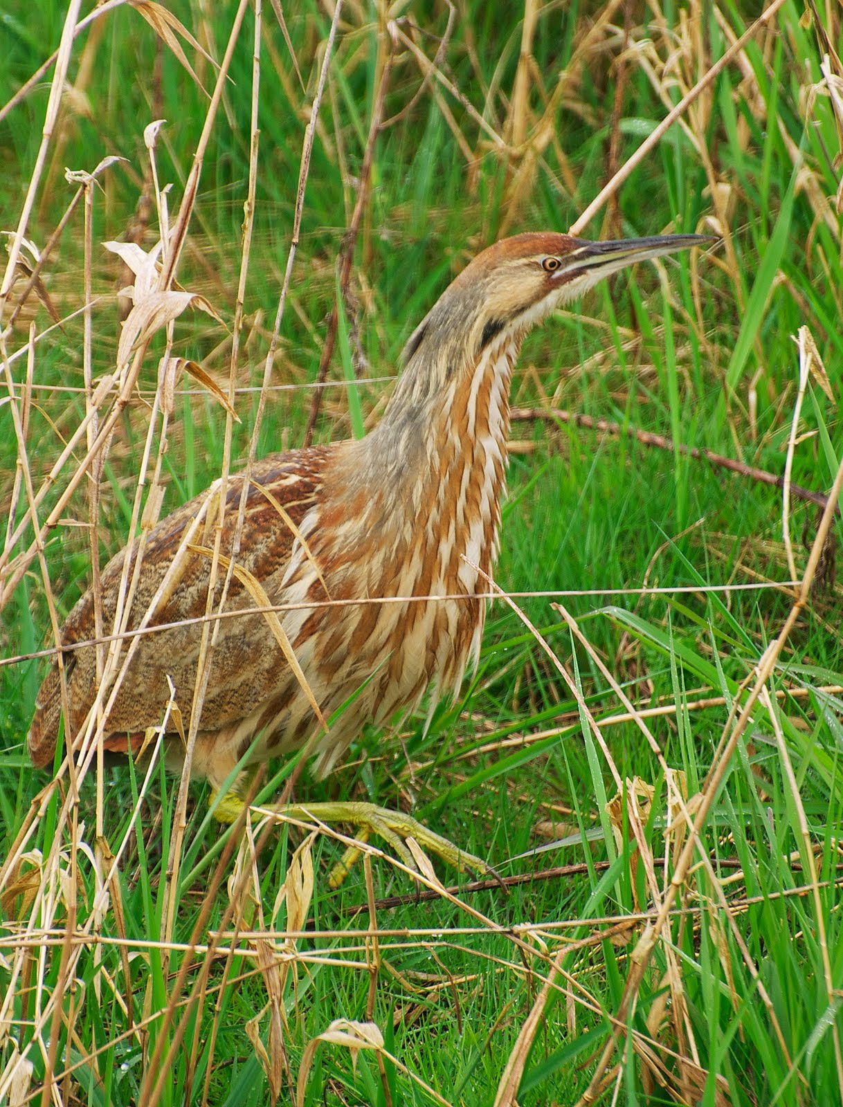 NW Bird Blog: American Bittern