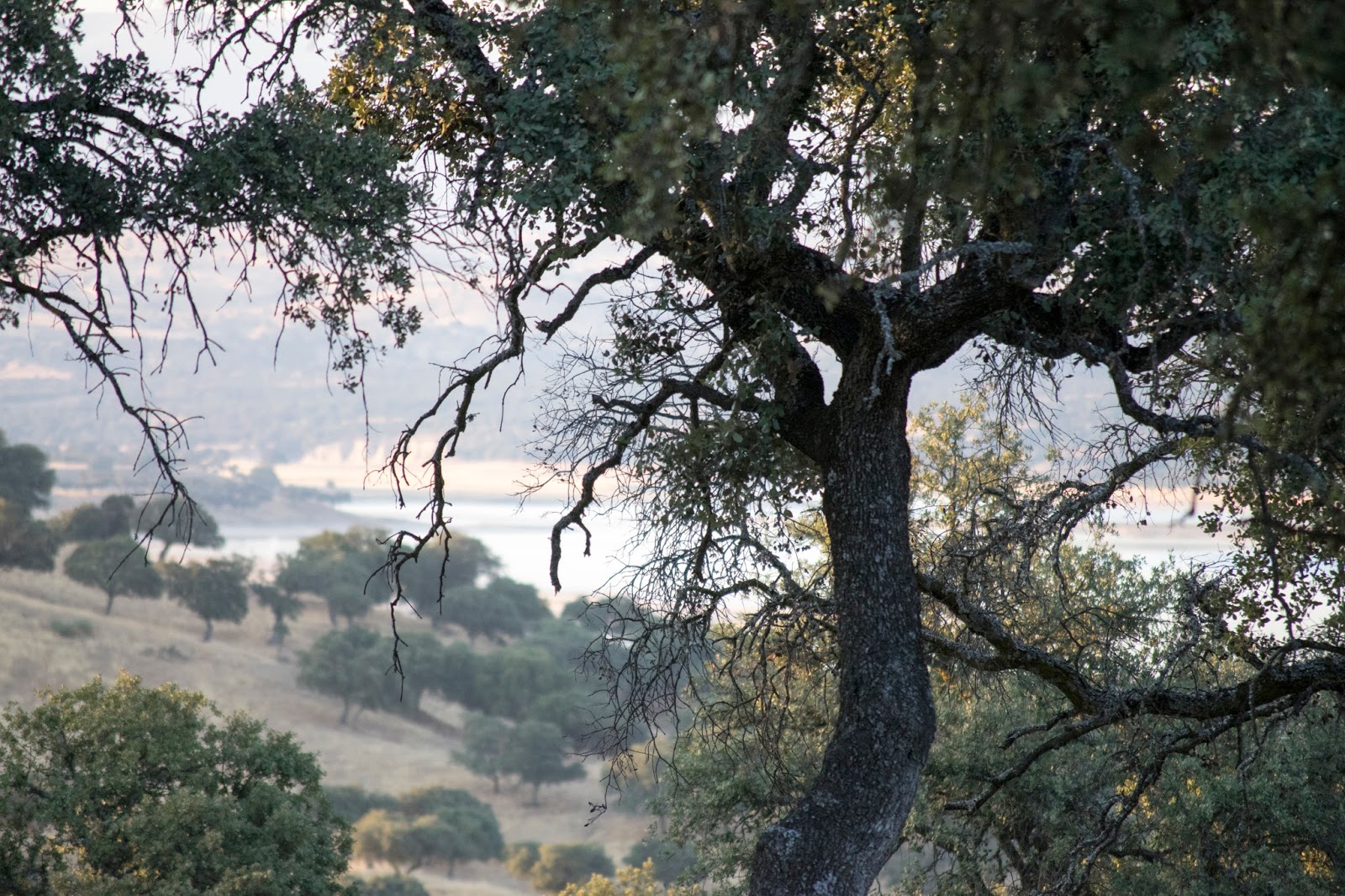 El Monte de El Pardo: Fotografía, Fauna y Naturaleza