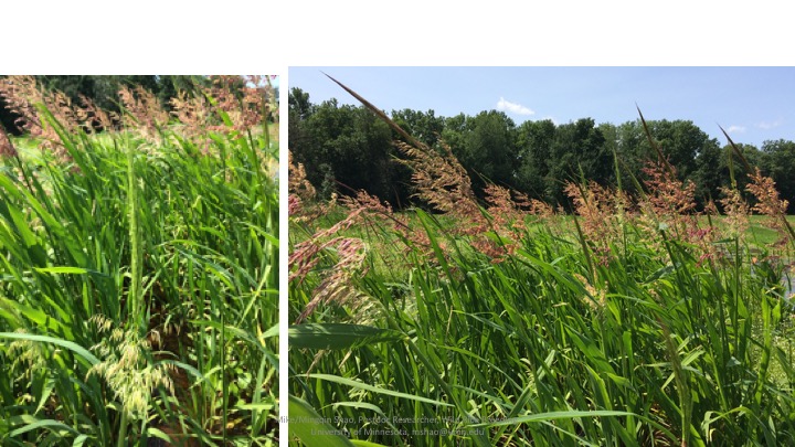 American Wild Rice: Plant_flower_seed_grain_food_from wild rice