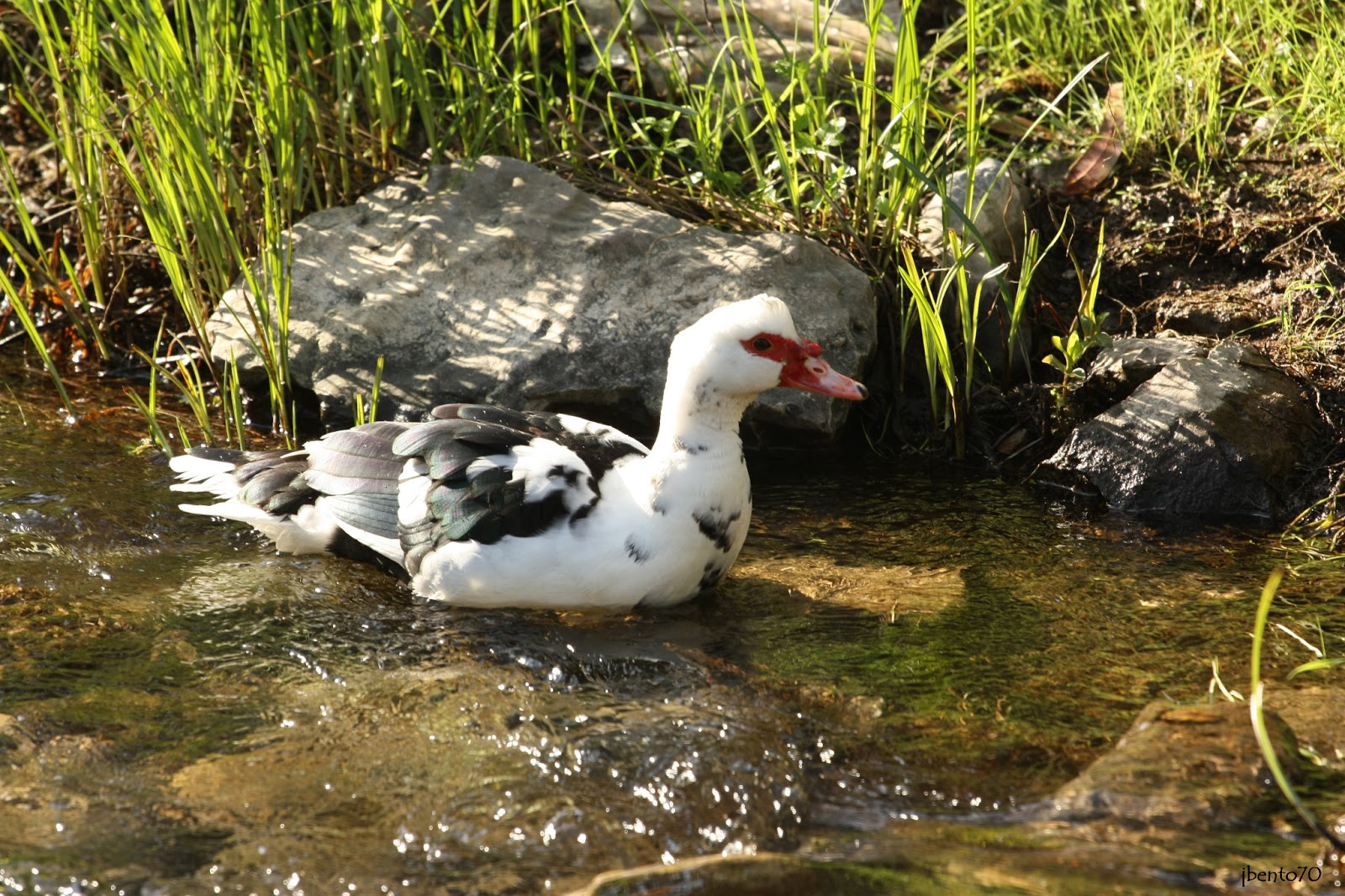 Birding Cascais: Pato-mudo (Cairina moschata) na Ribeira das Vinhas.