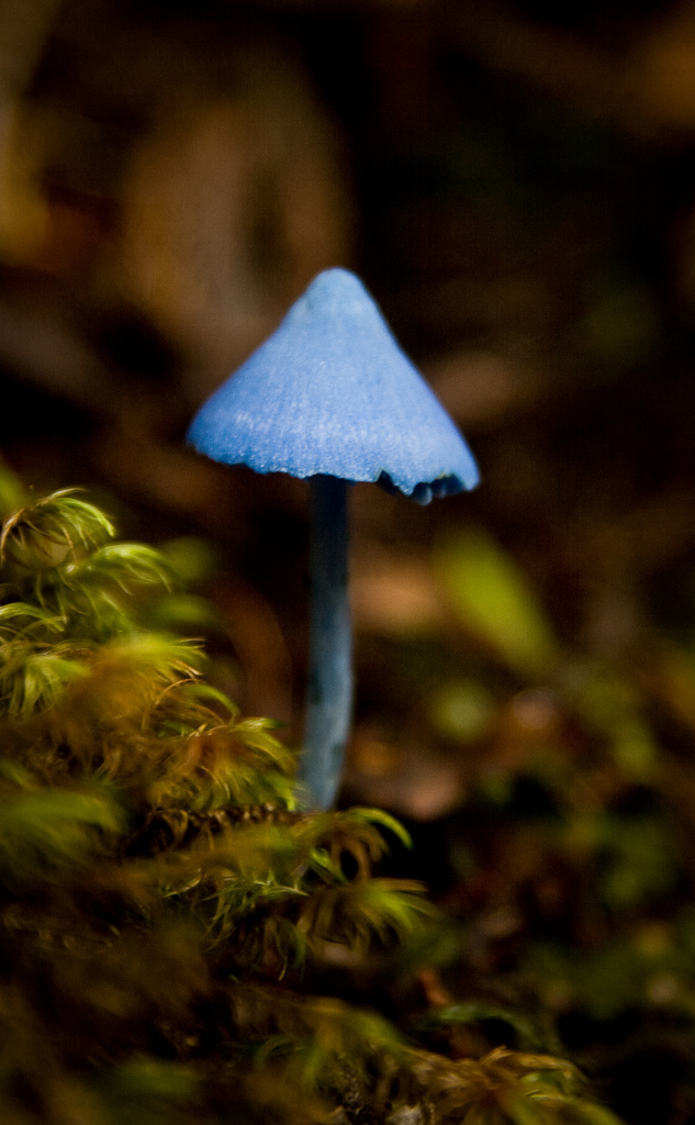 LA CARTILLA DIGITAL: Hongos azules