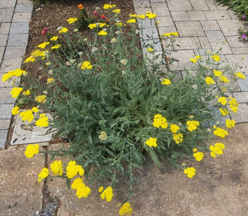 Future Plants by Randy Stewart: Yarrow