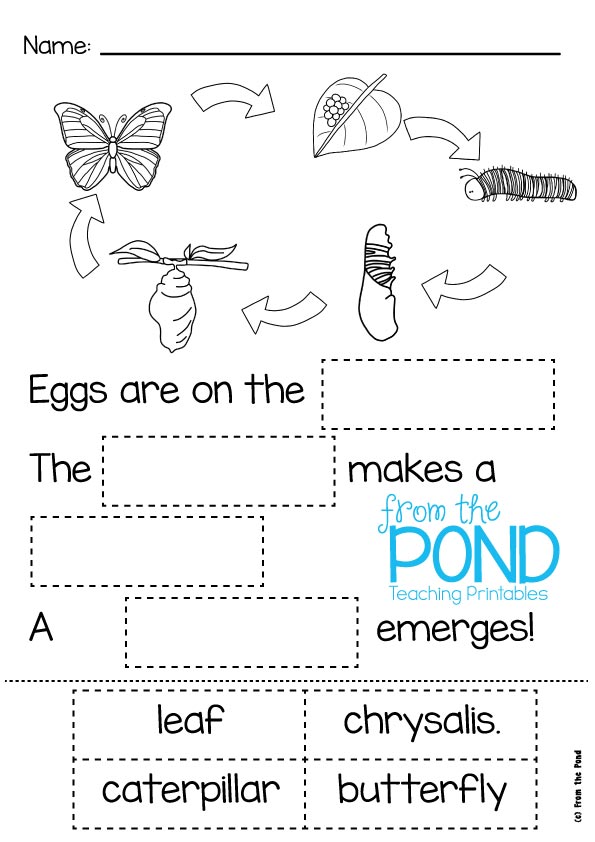 Butterfly Worksheets | From the Pond