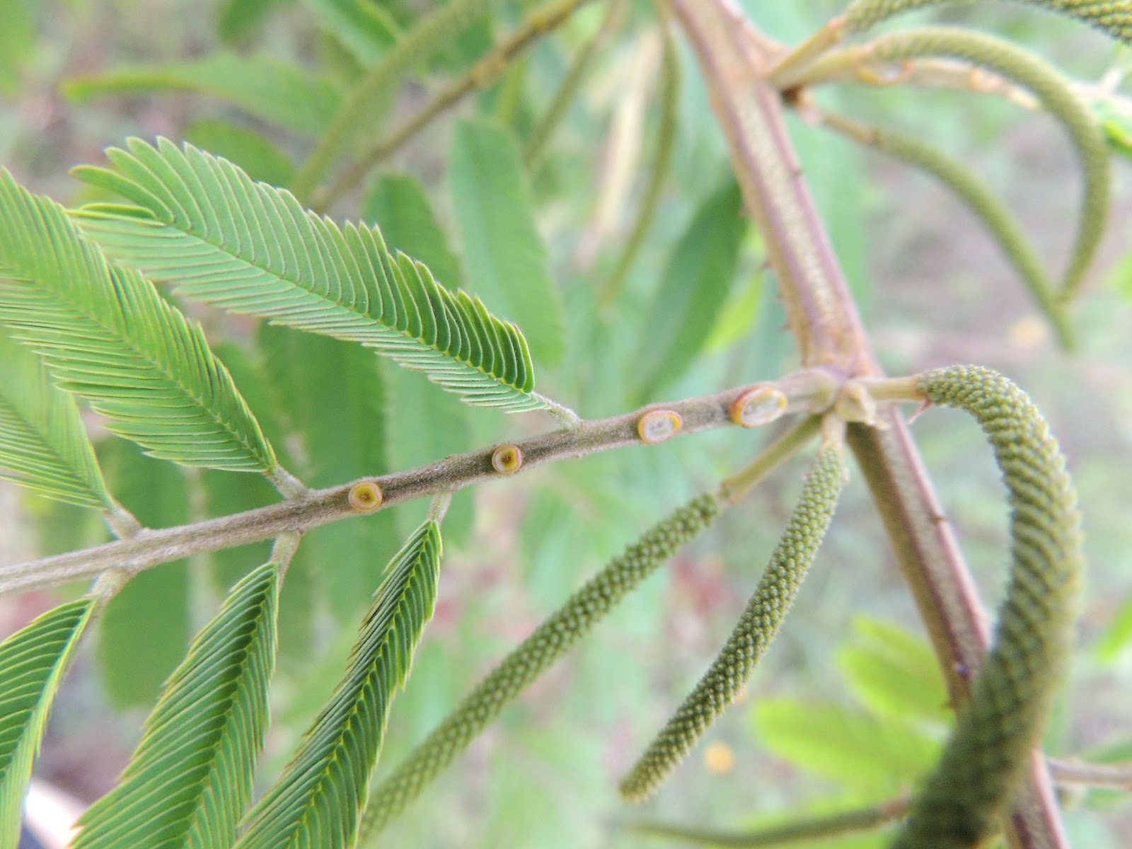Fabaceae - Leguminosae no Brasil: Fabaceae - Piptadenia gonoacantha ...