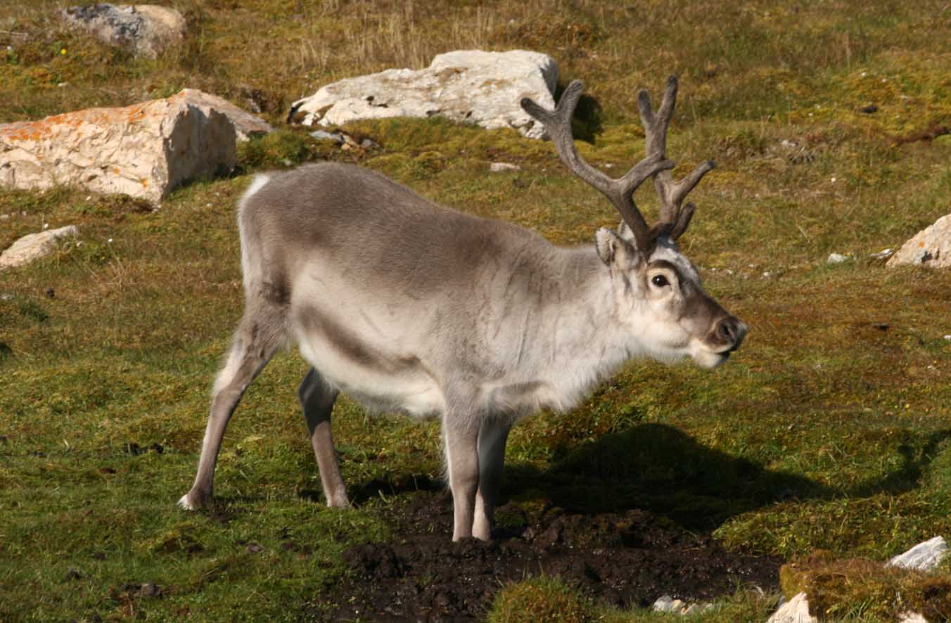 Time Spent At Sea Cruise Blog: An Unexpected Encounter with Spitsbergen ...