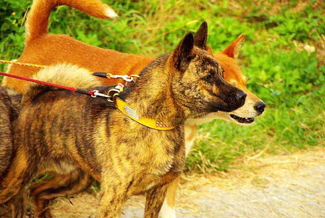 Ryukyu Life: Dog Photo Essay: Ryukyu Inu and Husky Mutts Meet at the Beach