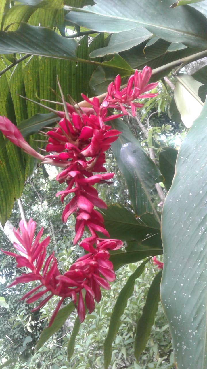Ginger rojo, platanillo - Plantas de mi Jardín