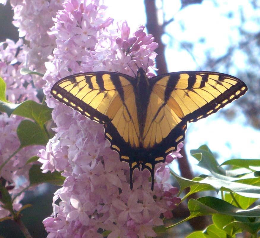 The Enchanted Tree: Early Spring Butterflies.