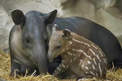Baird’s Tapir | The Animals Biography