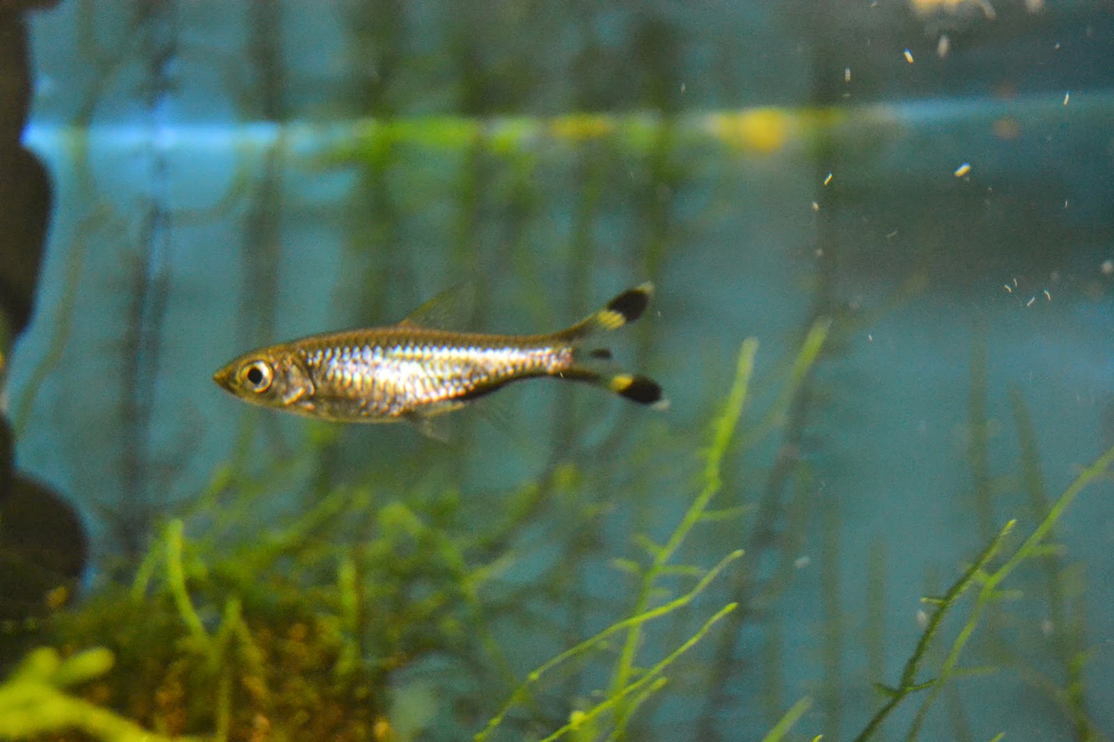 LEGADO NATURA: RASBORA DE COLA DE TIJERA - RASBORA TRILINEATA