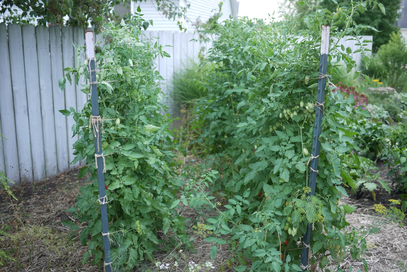 The Pressure Crock: The Tomato Florida Weave