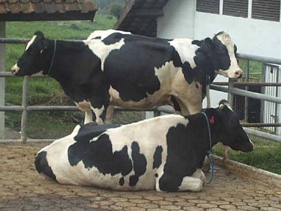 Cara Mengawinkan Sapi | Pembudidayaan Tumbuhan dan Peternakan