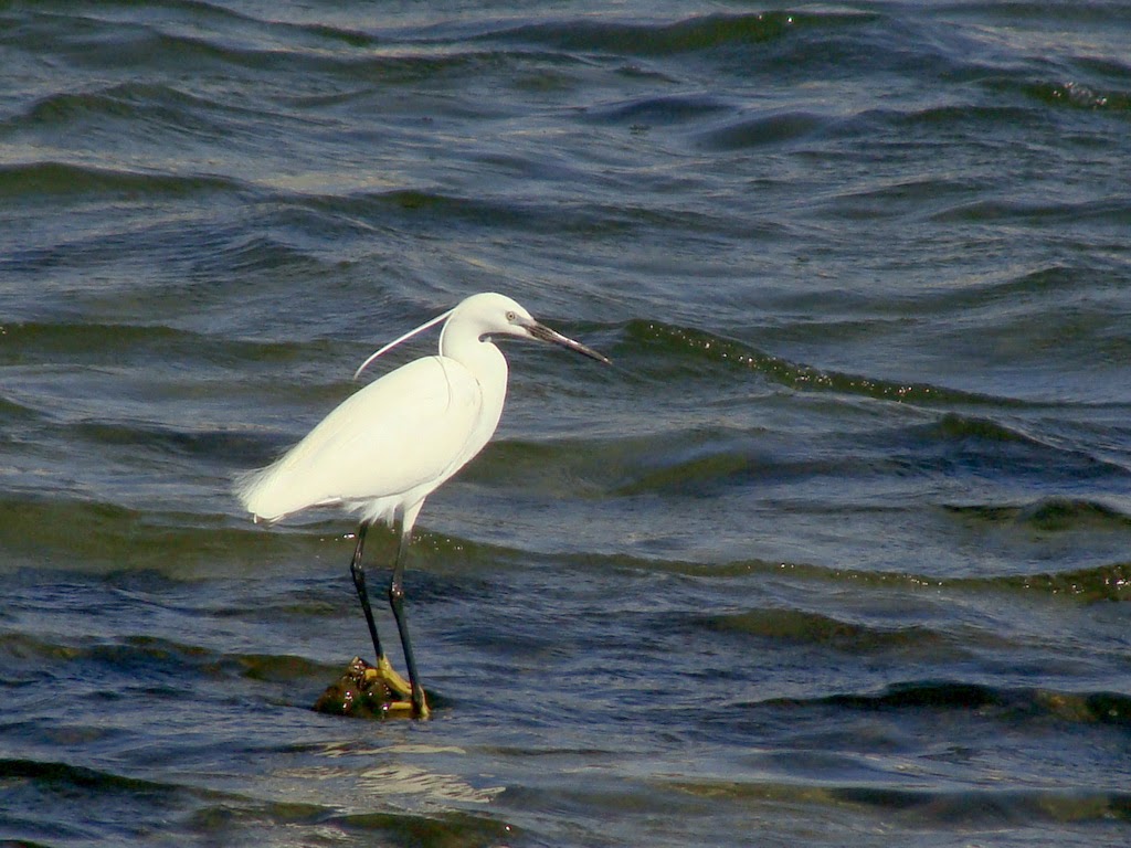 PHOTO ODYSSEY OF RICHARD: SMALL EGRET EGRETA MICA EGRETTA GARZETTA