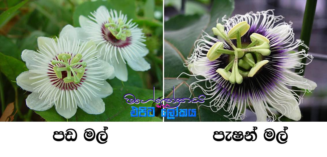 My World & Beyond World - මගේ ලෝකය හා එපිට ලෝකය : 'පඩයක්' තරම්වත් ගණන් ...