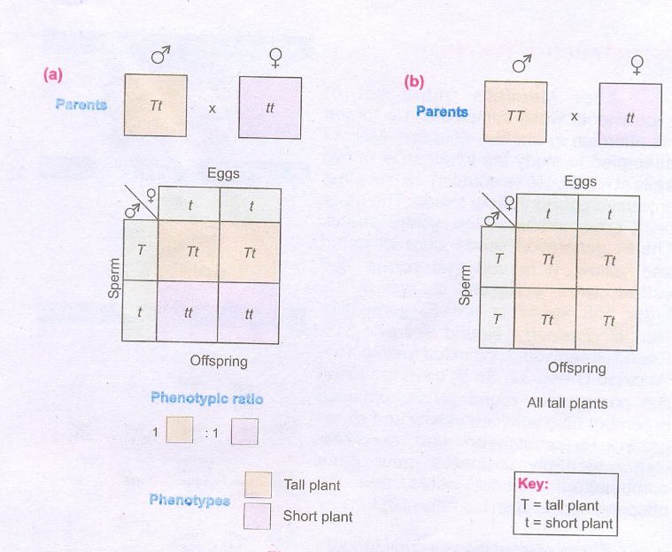 Knowledge Class: Test Cross