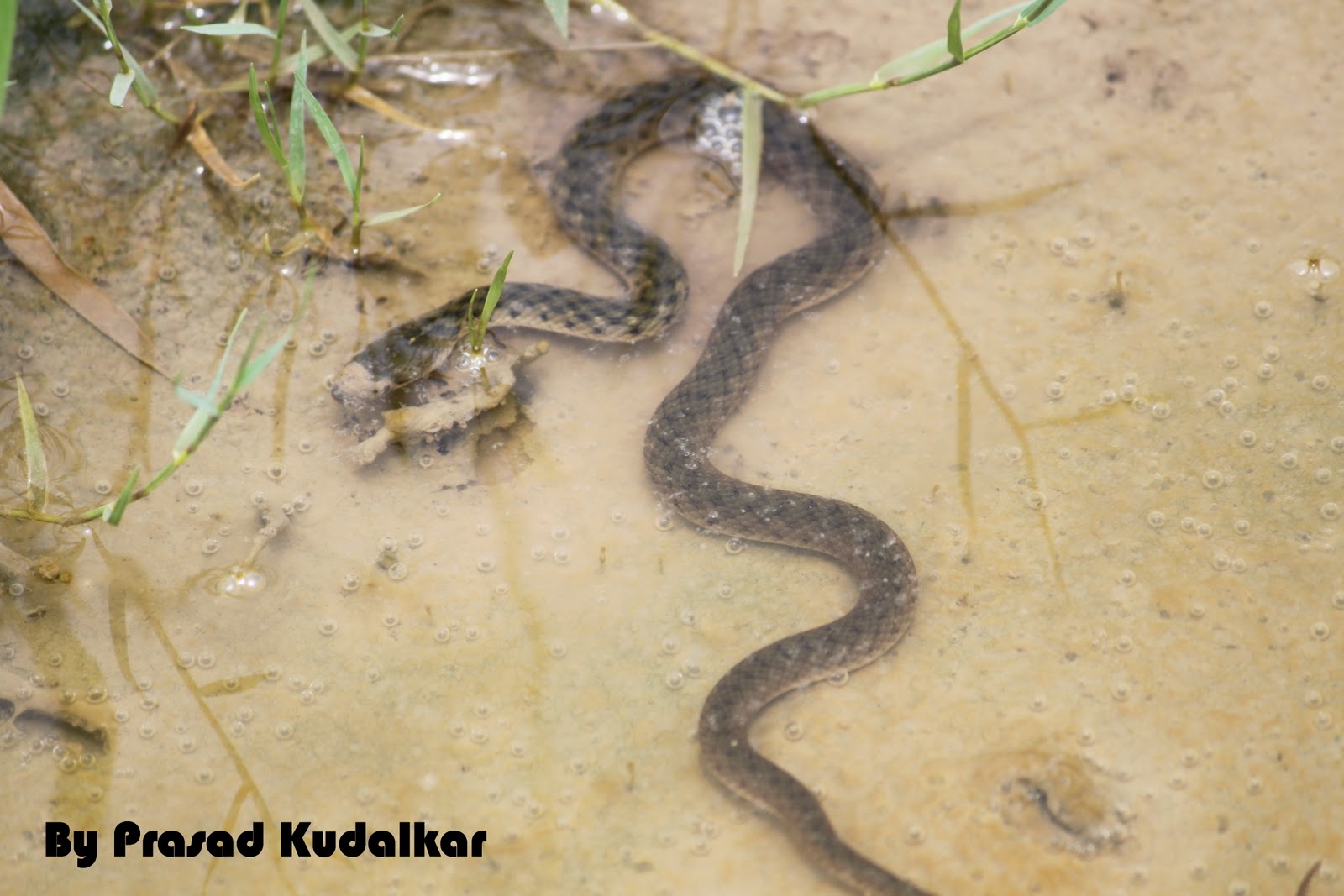 Wild Life Photography in Maharashtra: Reptiles in Maharashtra