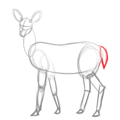 Pencil sketches and drawings: How to Draw a Deer