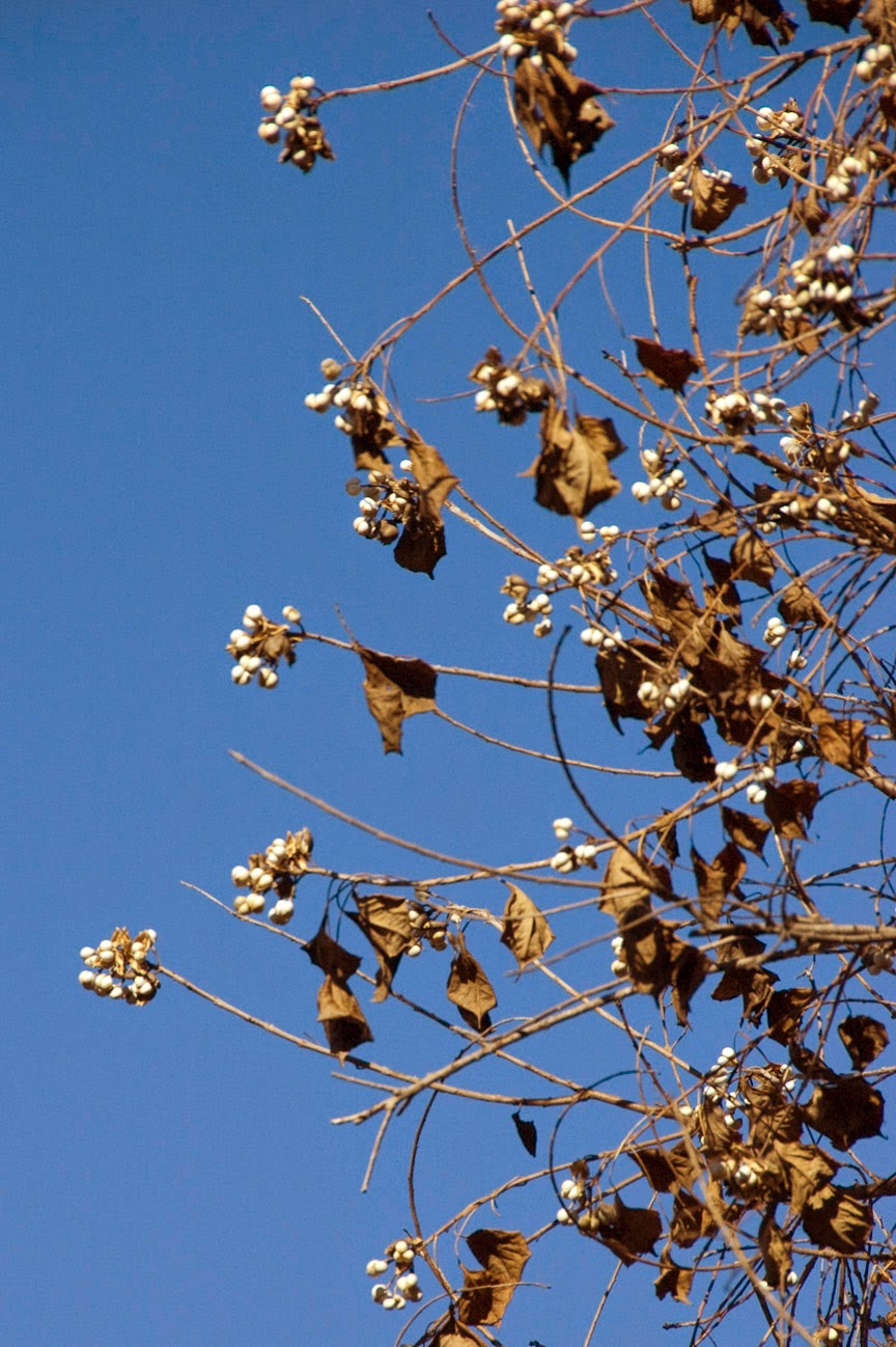 art & garden adventures: Tallow Tree