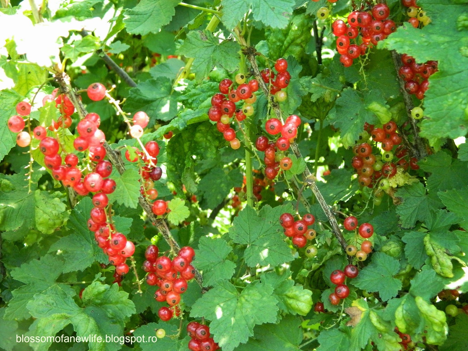 Coacaze. Valoarea Nutritivă şi Proprietăţi Terapeutice
