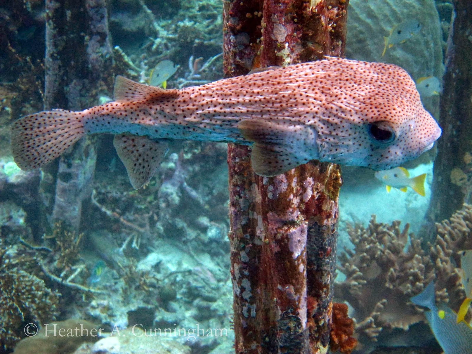 Porcupine Fish