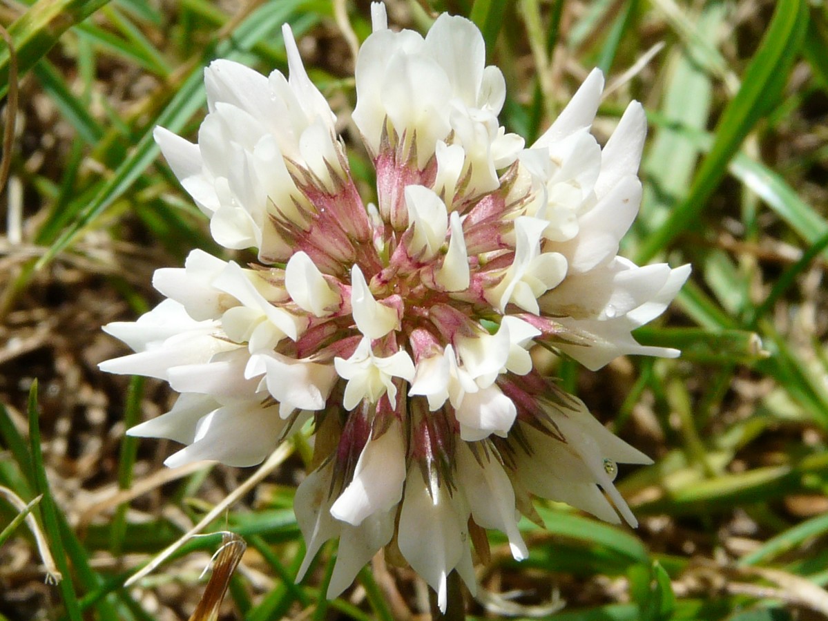 Montreur d'images: Fleur de trèfle