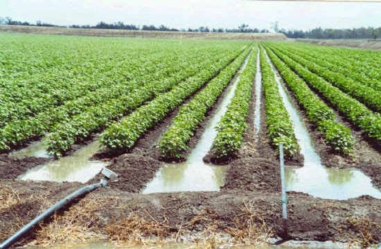 Irrigation for Dummies