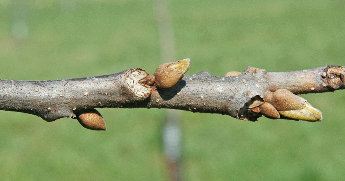 Northern Pecans: Pecan buds starting to push