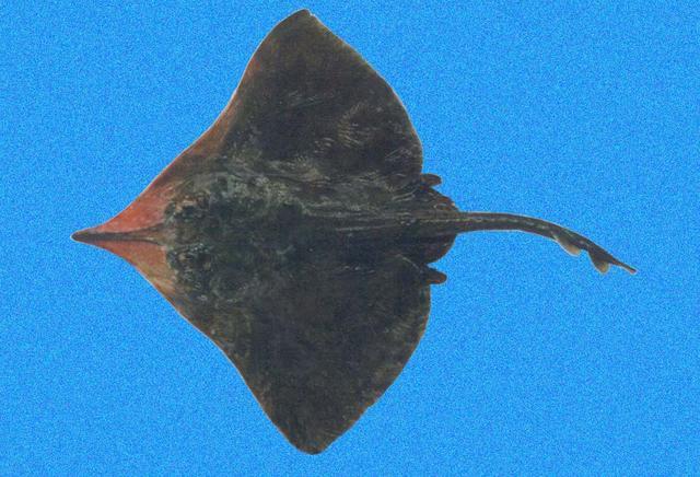 Artes de Pesca: VAMOS A PESCAR DIPTURUS