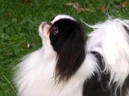 Japanese spaniel | Facts About All