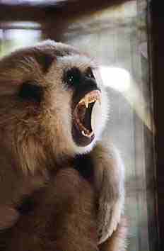 Bones: Dentition Patterns in Primates