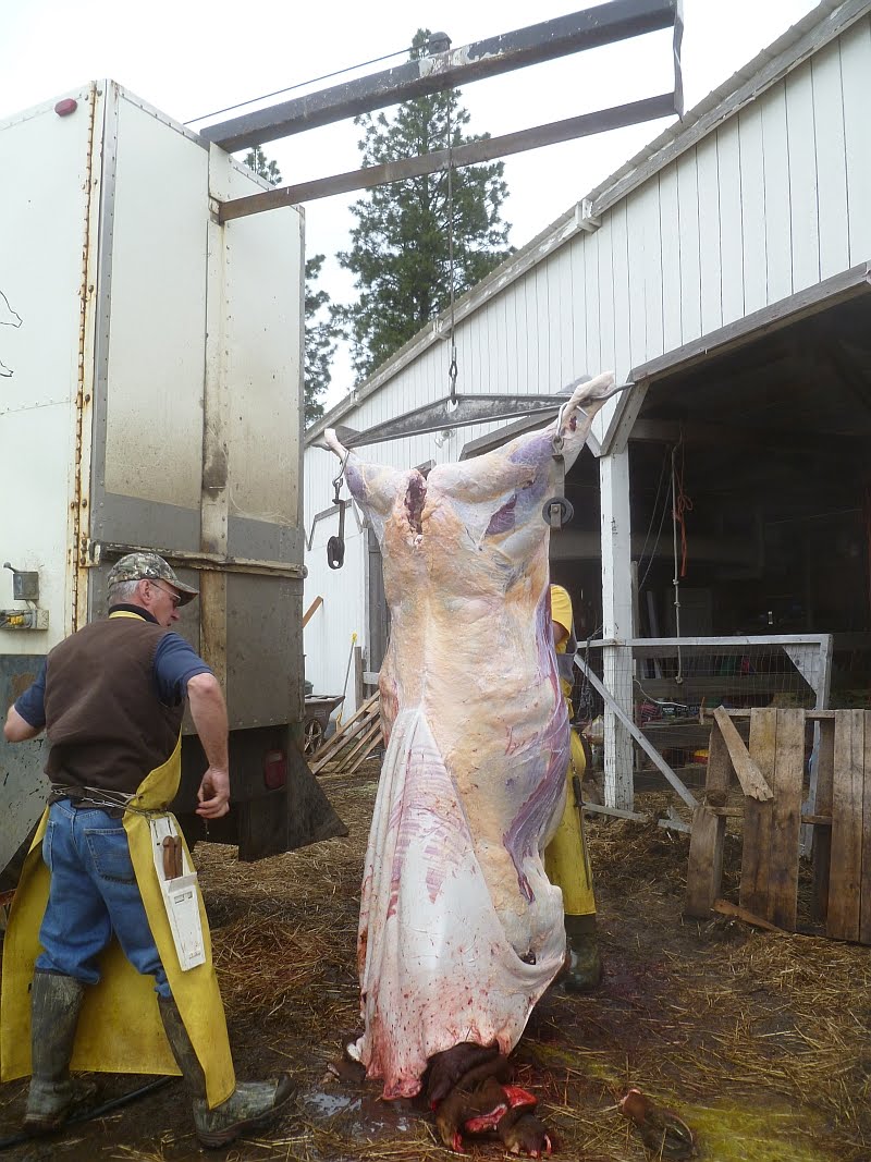 Rural Revolution: Butchering our bull