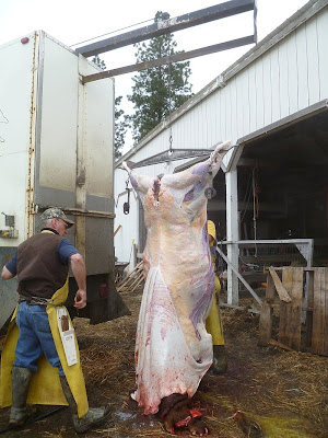 Rural Revolution: Butchering our bull