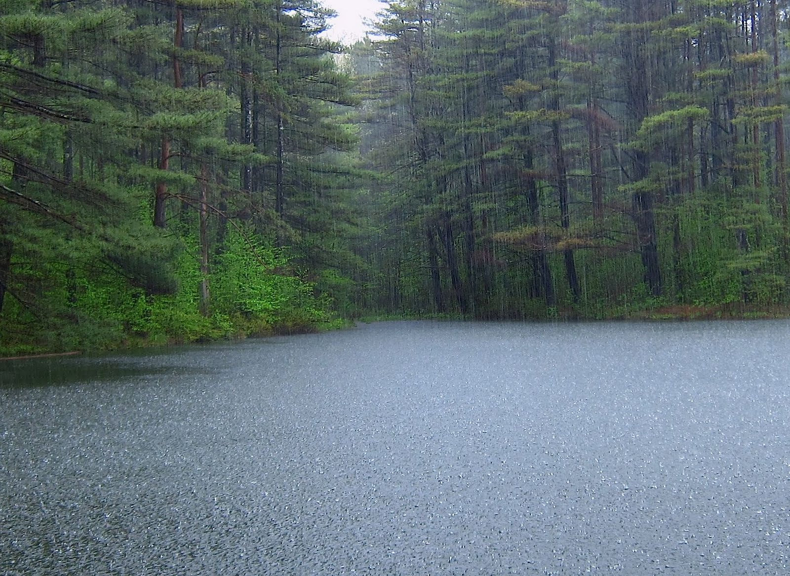 Saratoga woods and waterways: Rain, Rain, Won't Keep Me Away