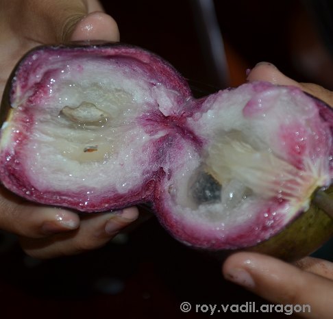 kaimito, star apple milky summer delight ~ PINAKBET REPUBLIC