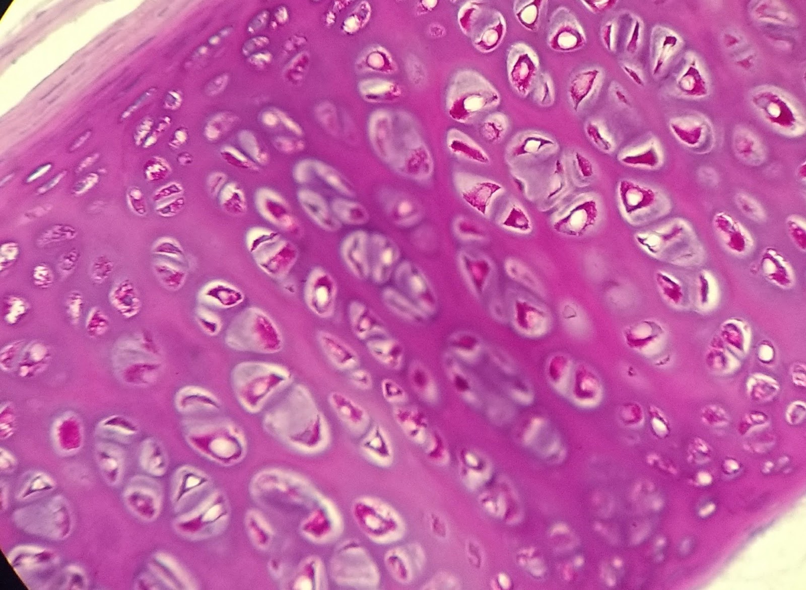 Manual interactivo de tejido conectivo: Cartílago hialino en Tráquea