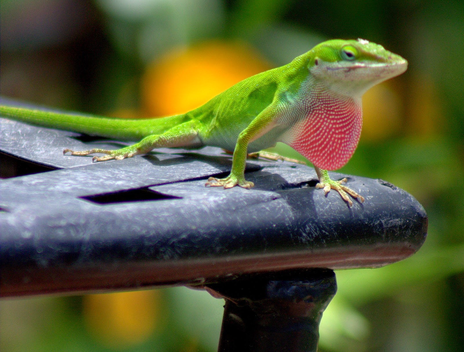 Reptiles : Anolis Cubano