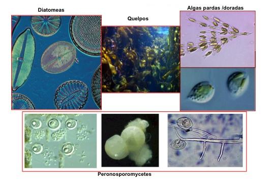 Reino Protista: Ejemplos del Reino Protista segun su taxonomia