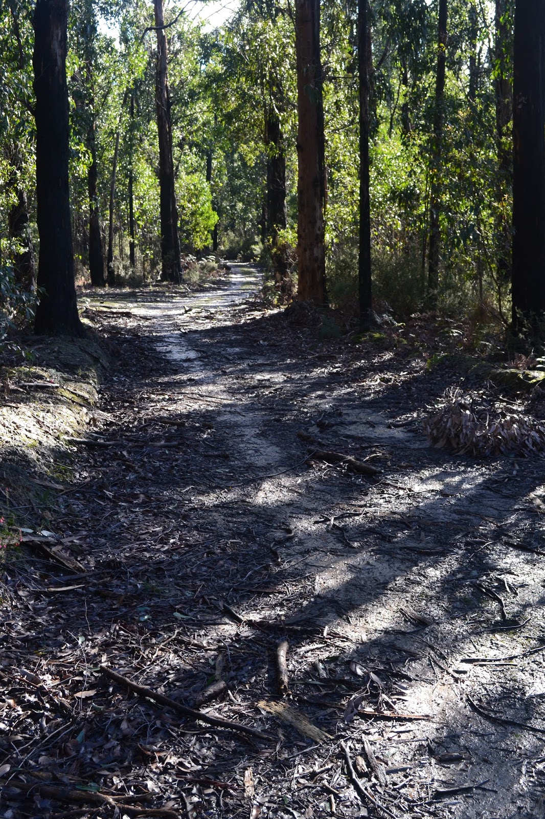 Goin' Feral One Day At A Time: Mt Everard Circuit, Kinglake National ...