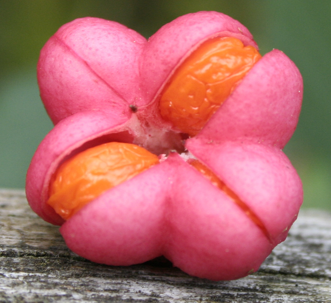 Shocking pink fruit from Spindle trees hang and burst open, revealing ...