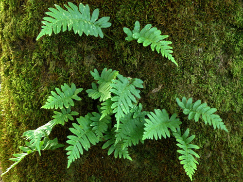 Plantas Traqueofitas