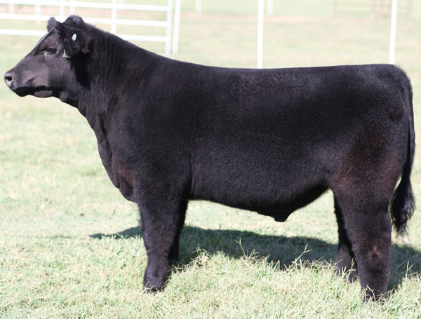 Lautner Farms: Rodgers Livestock Online Steer Sale - Bidding Ends ...