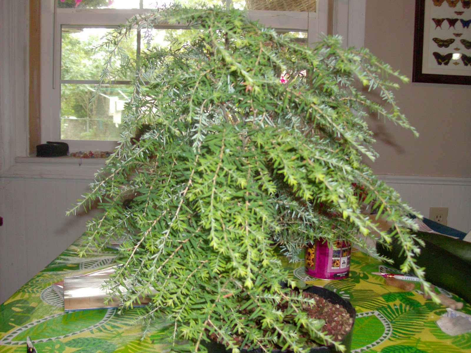 Bonsai and Horticulture: Hemlock