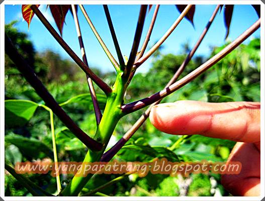 พันธุ์กล้ายาง: RRIM600 ยอดดำ