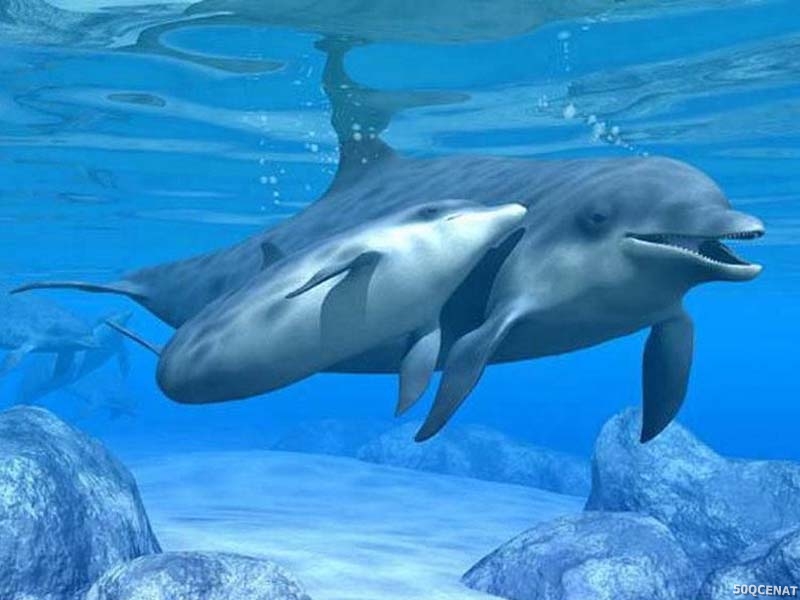 Hoş Geldiniz: DELFINLER HAQQINDA MELUMAT