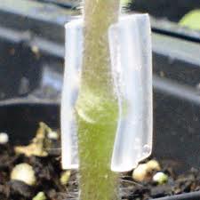 JeffCo Master Gardeners: Grafted Tomatoes – REALLY? by Barb Klett