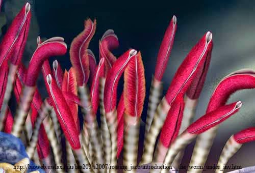 Bizarre Creature of the Day: Creature 236: Riftia pachyptila